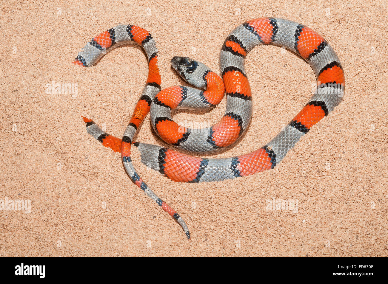 Grey-banded kingsnake, Lampropeltis alterna, Blairs colour phase ...