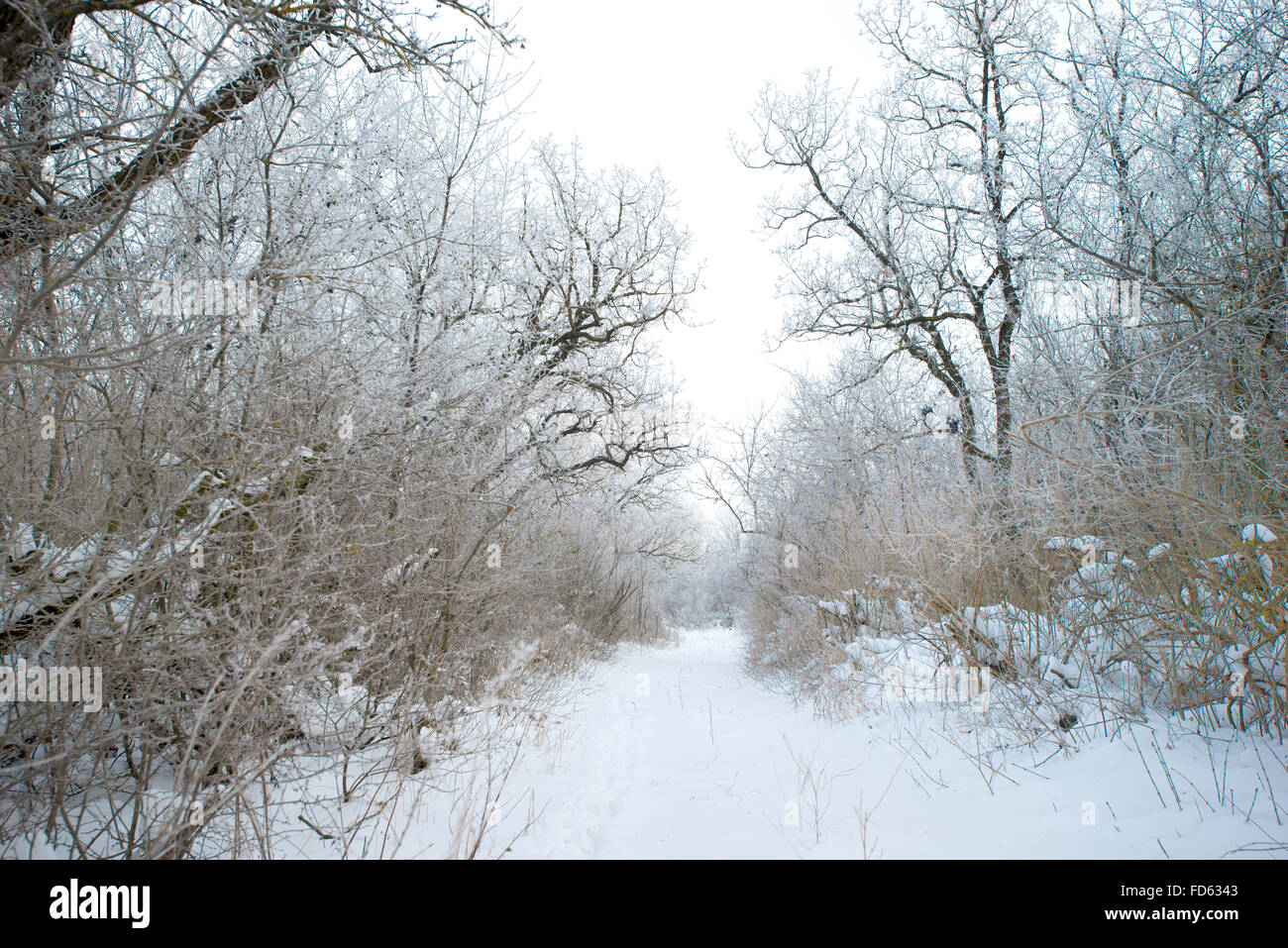 winter landscape. trees full of snow Stock Photo - Alamy