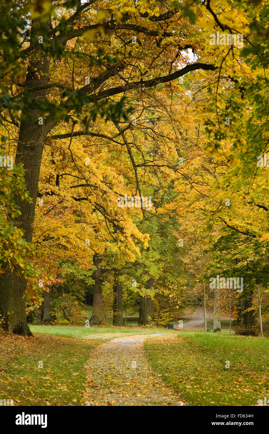 Autumn trees in grounds of Schloss Fasanerie near Fulda in Germany ...