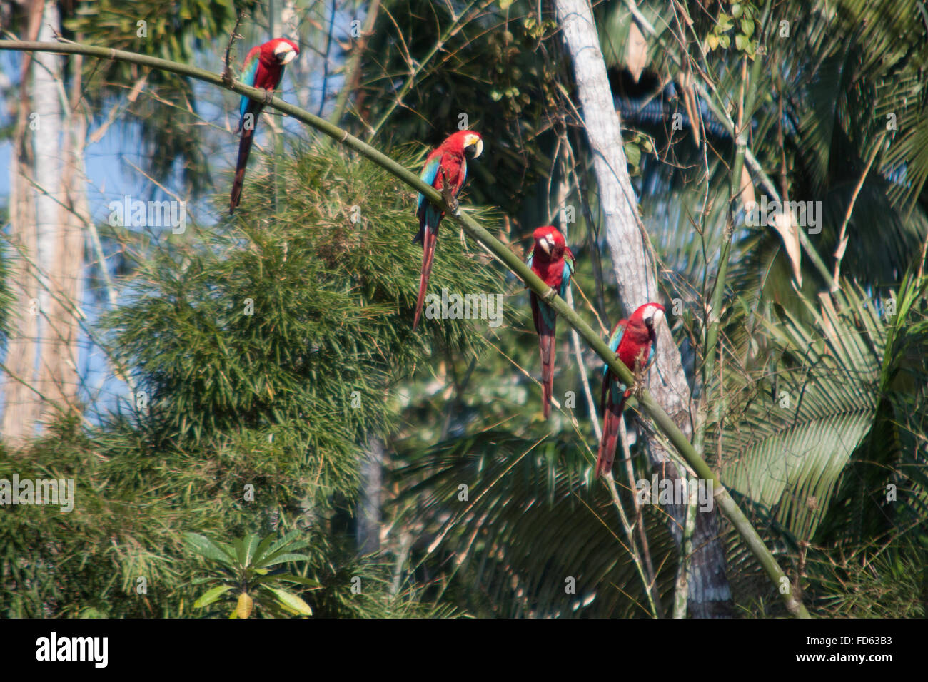 Full length of parrots hi-res stock photography and images - Alamy