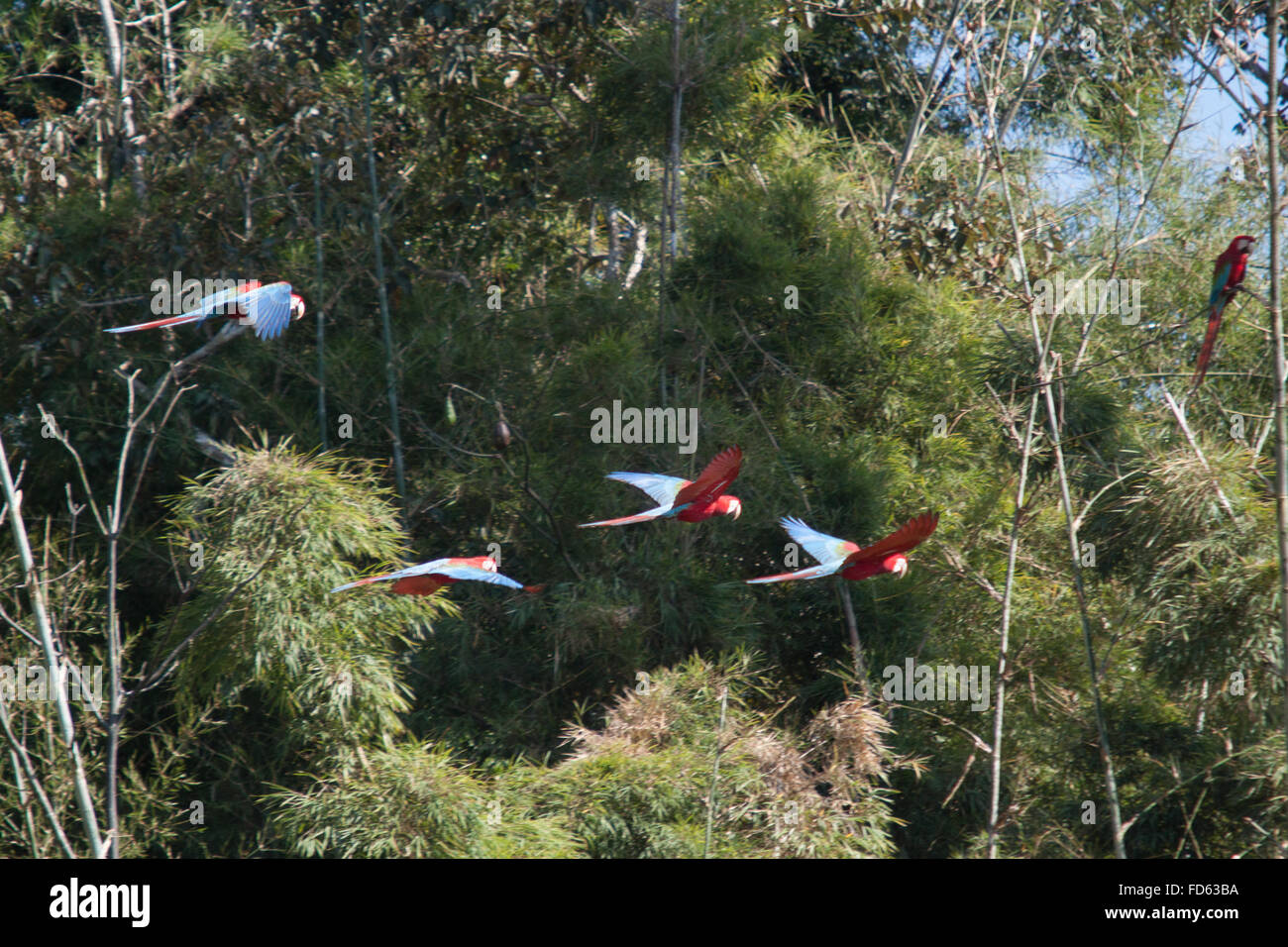 Five parrots hi-res stock photography and images - Alamy
