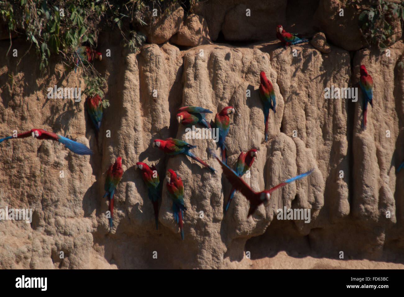 Flock Of Parrots High Resolution Stock Photography and Images - Alamy