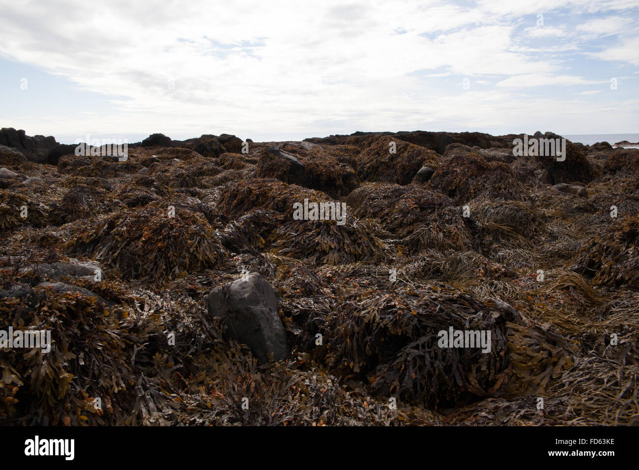 Seaweed Covering Rocks Stock Photo - Alamy
