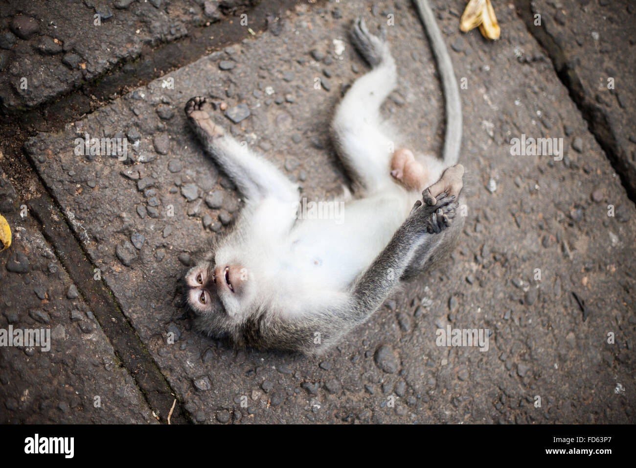 Monkey view hi-res stock photography and images - Alamy