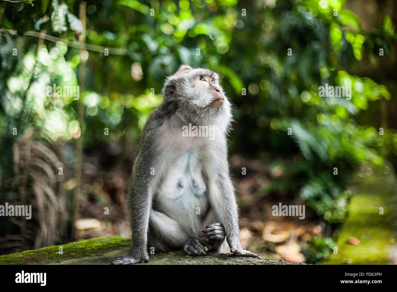 Get monkey hi-res stock photography and images - Alamy