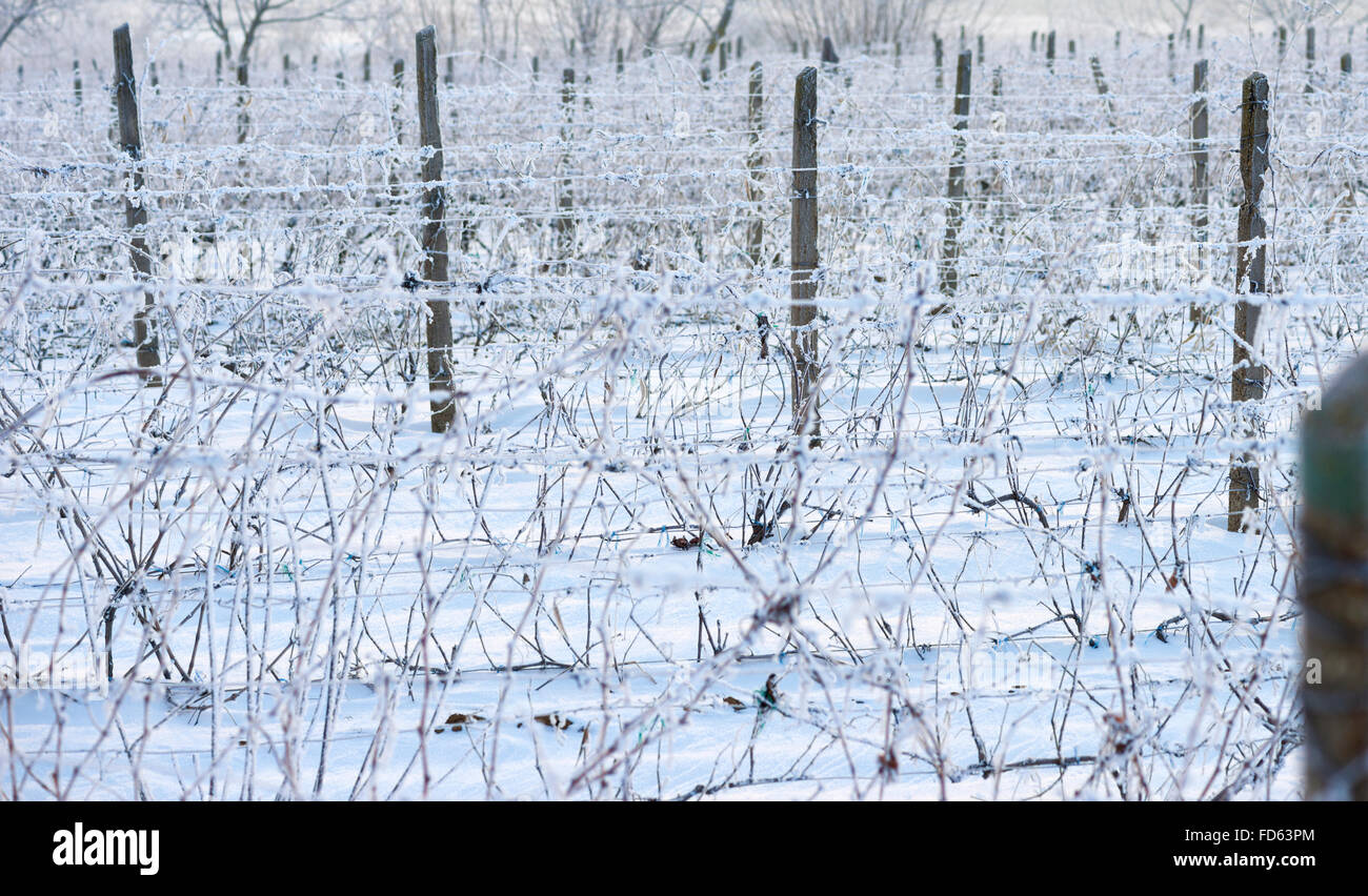 Wine yard hi-res stock photography and images - Alamy