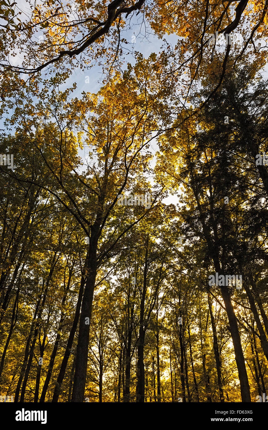 Fall autumn forest hi-res stock photography and images - Alamy