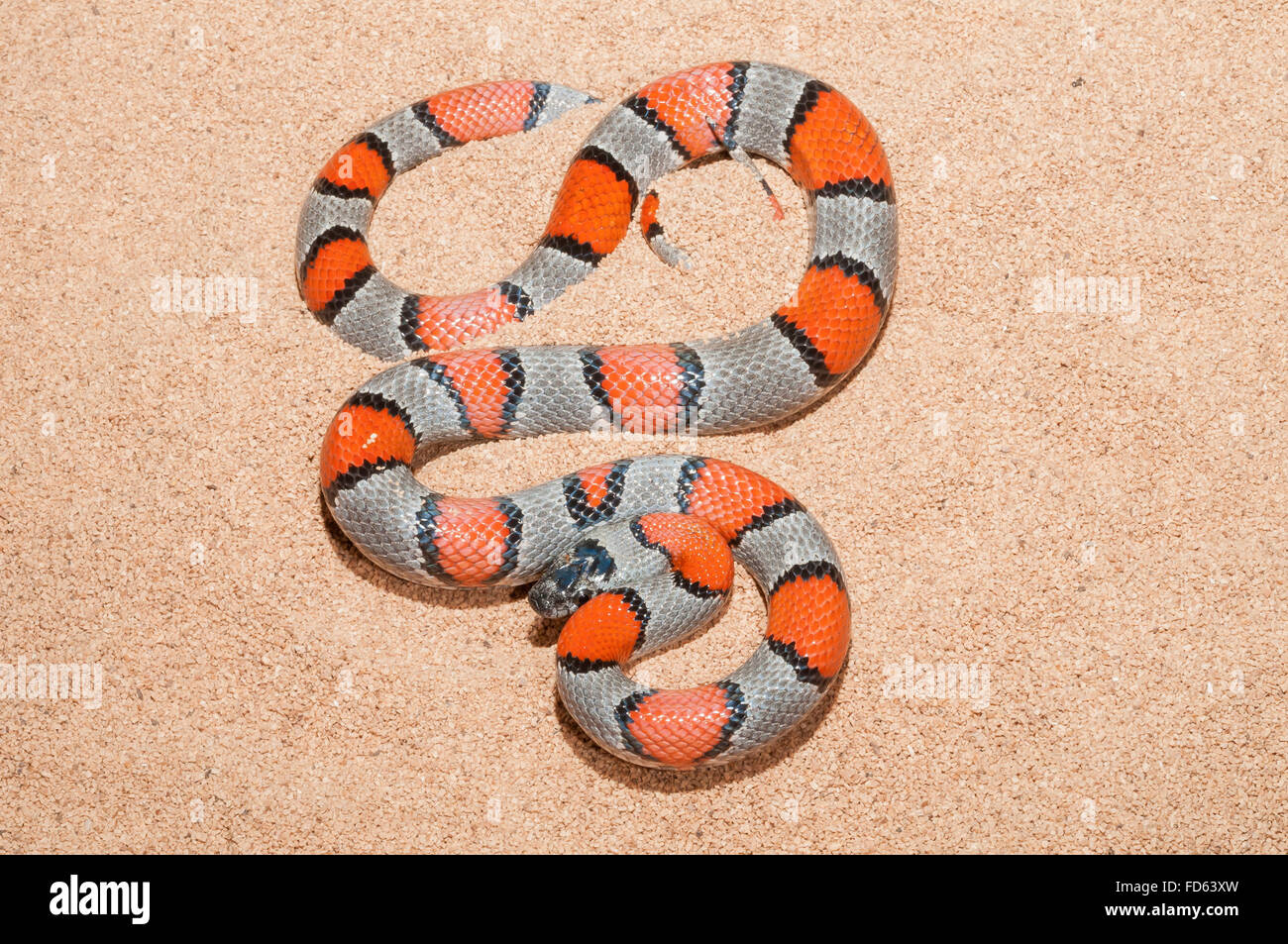 Grey-banded kingsnake, Lampropeltis alterna, Blairs colour phase ...