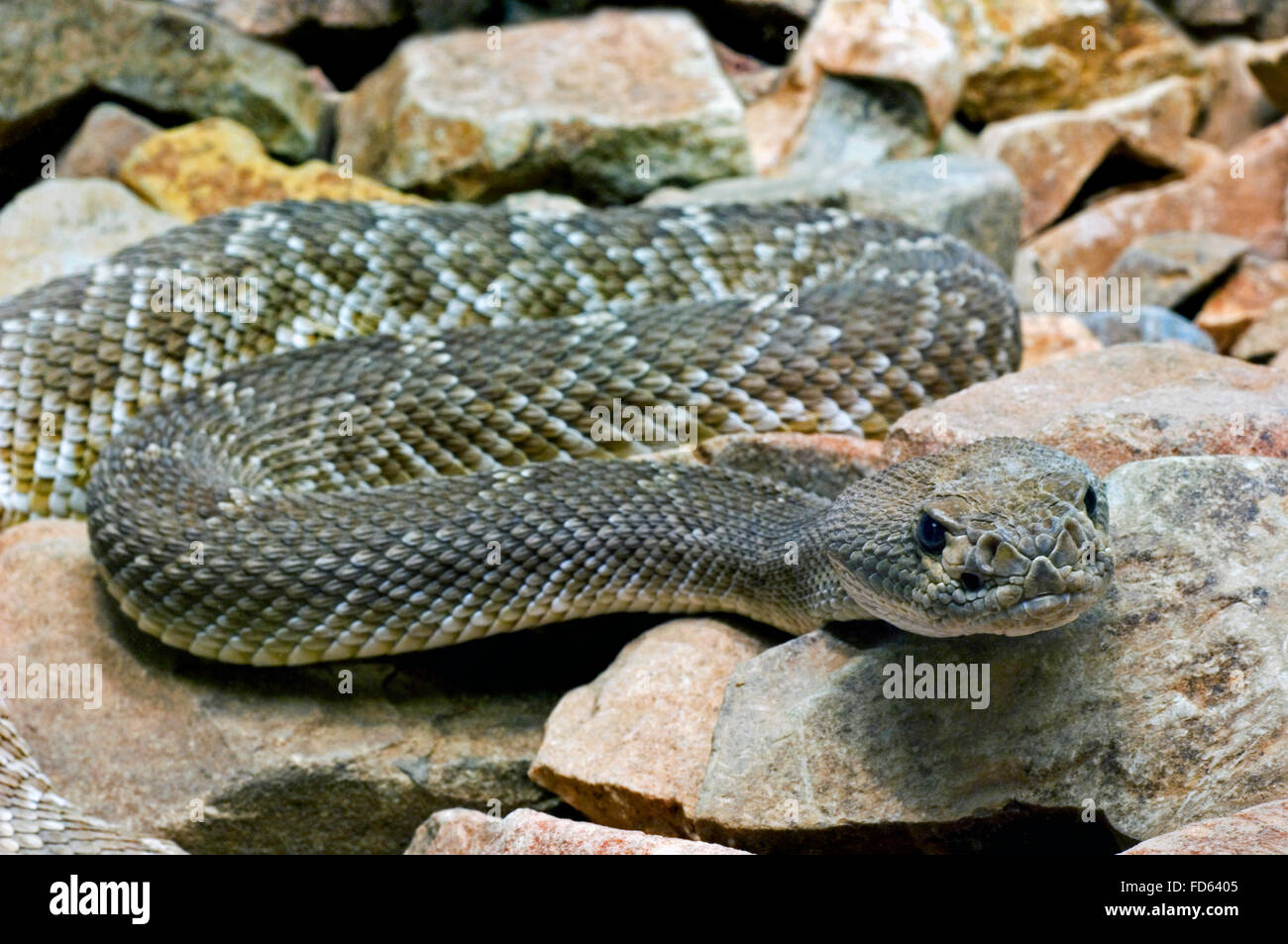 Red diamond rattlesnake / red diamond-backed rattlesnake (Crotalus ...