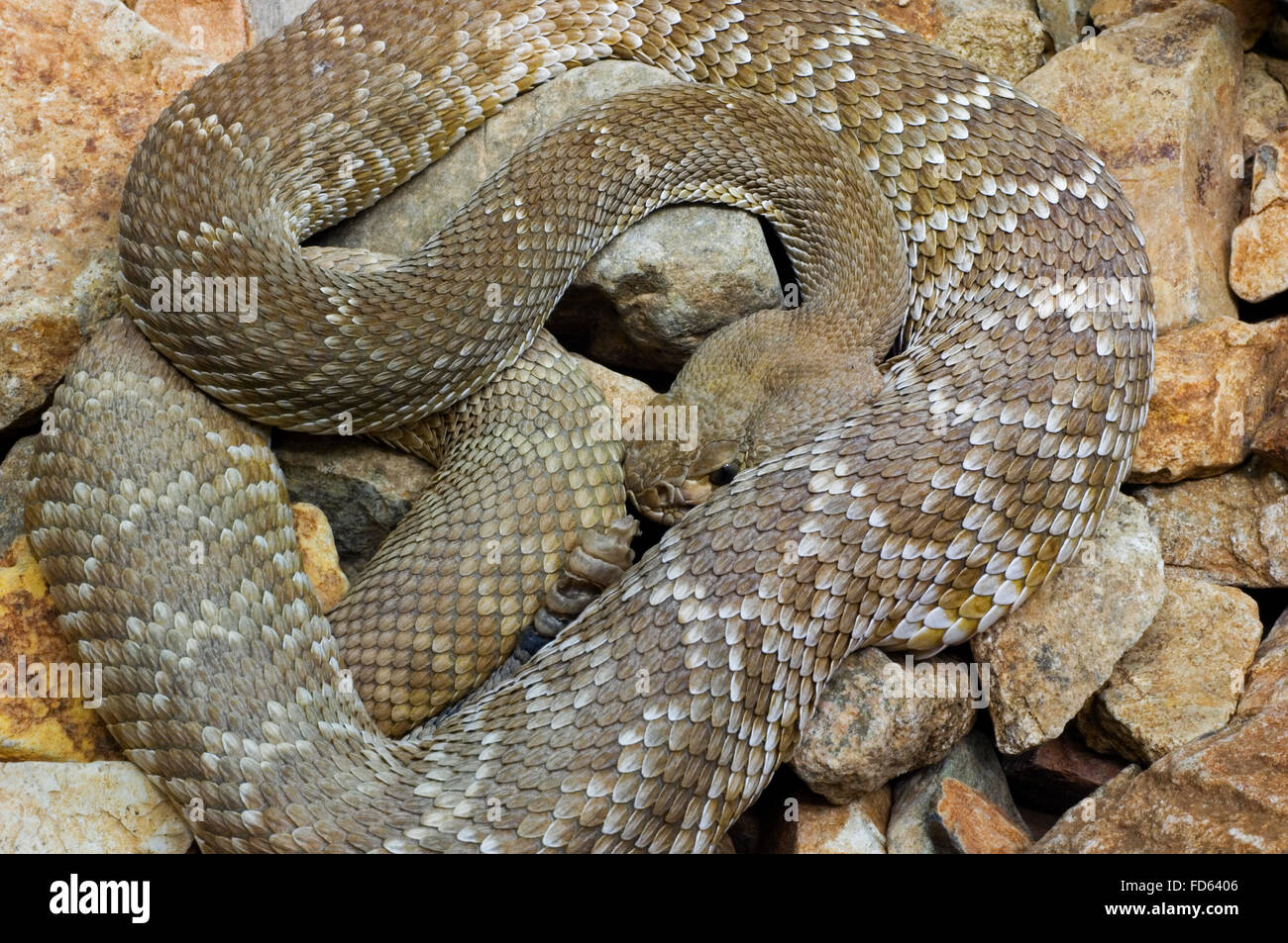 Red diamond rattlesnake / red diamond-backed rattlesnake (Crotalus ...
