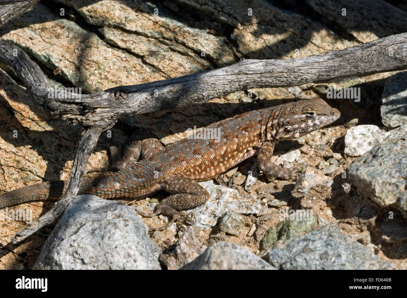 Common side blotched lizard uta stansburiana hi-res stock photography ...