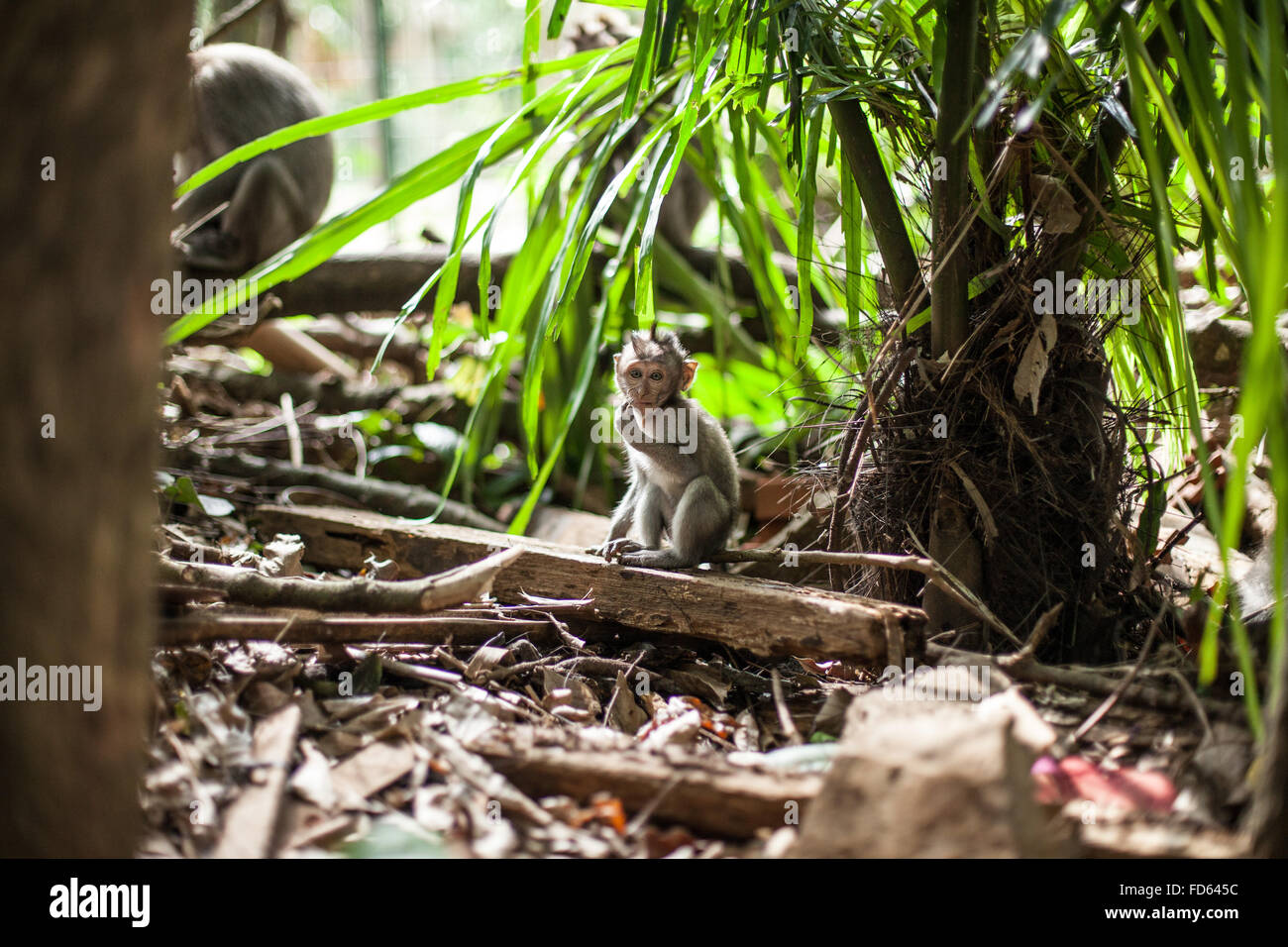 Monkeys zoo hi-res stock photography and images - Alamy