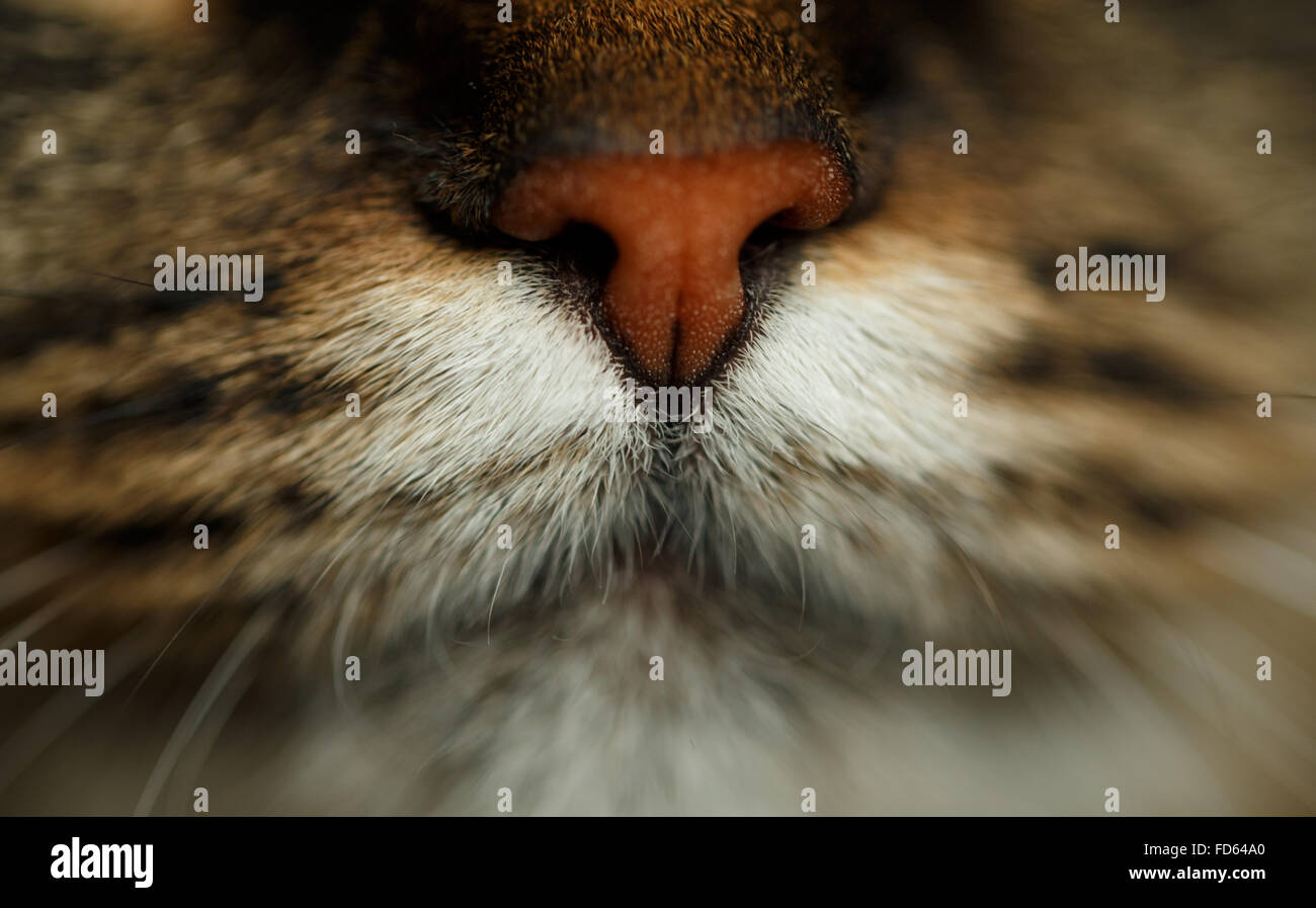 Animal red nose hi-res stock photography and images - Alamy
