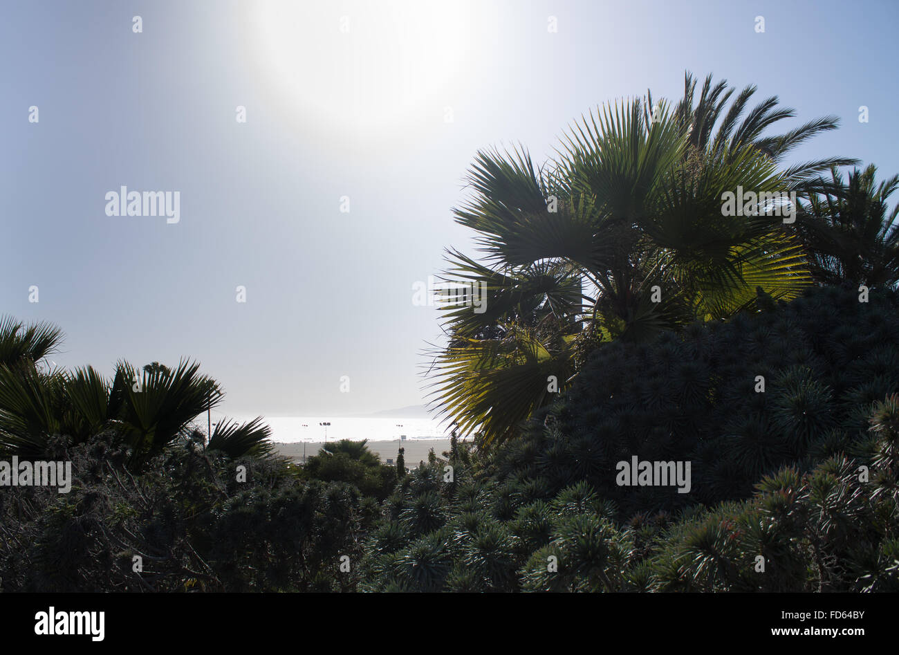 Palm trees horizon strip hi-res stock photography and images - Alamy