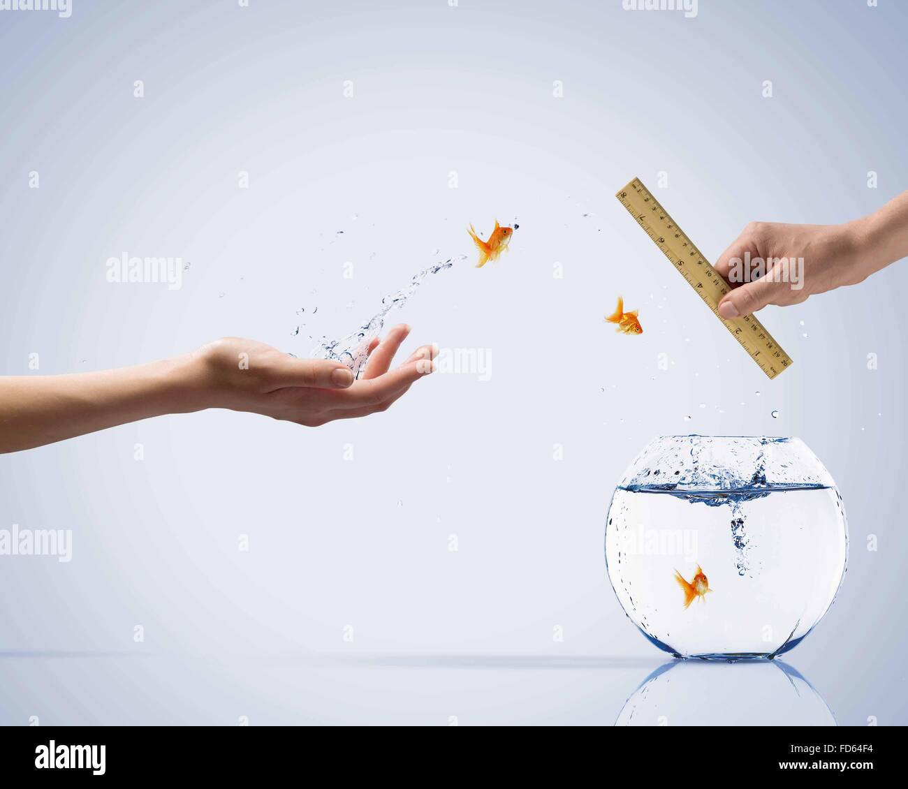 Aquarium with gold fish jumping out of water Stock Photo - Alamy