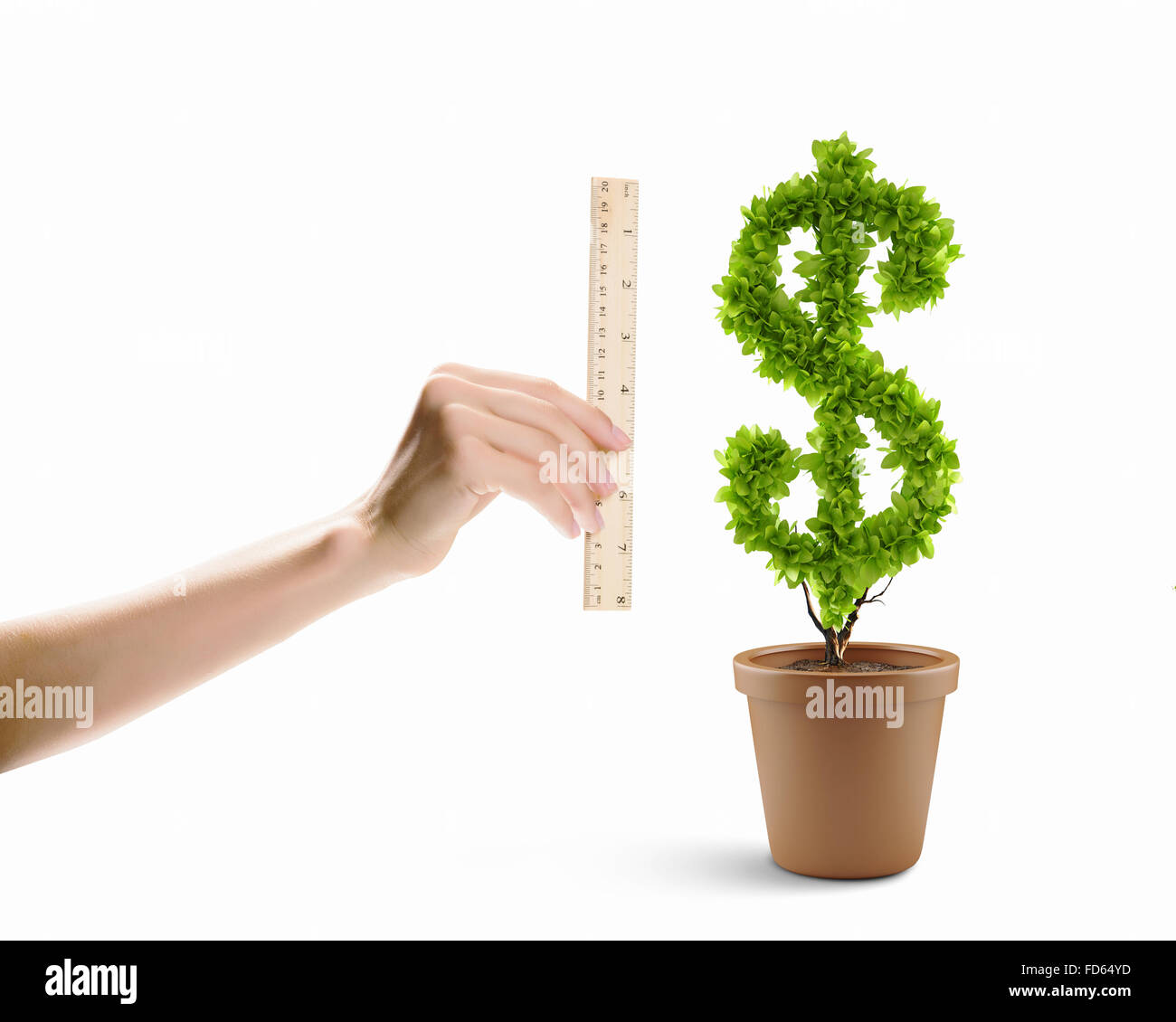 Human hand holding ruler and measuring money tree Stock Photo - Alamy
