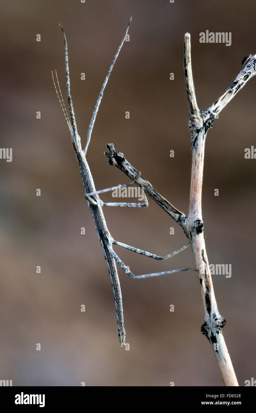 Stick insect / walking stick / phasmid (Phasmatodea sp.) on branch ...
