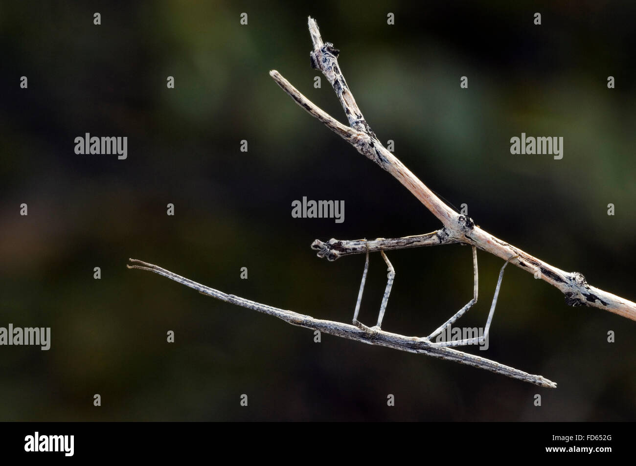 Phasmid hi-res stock photography and images - Alamy