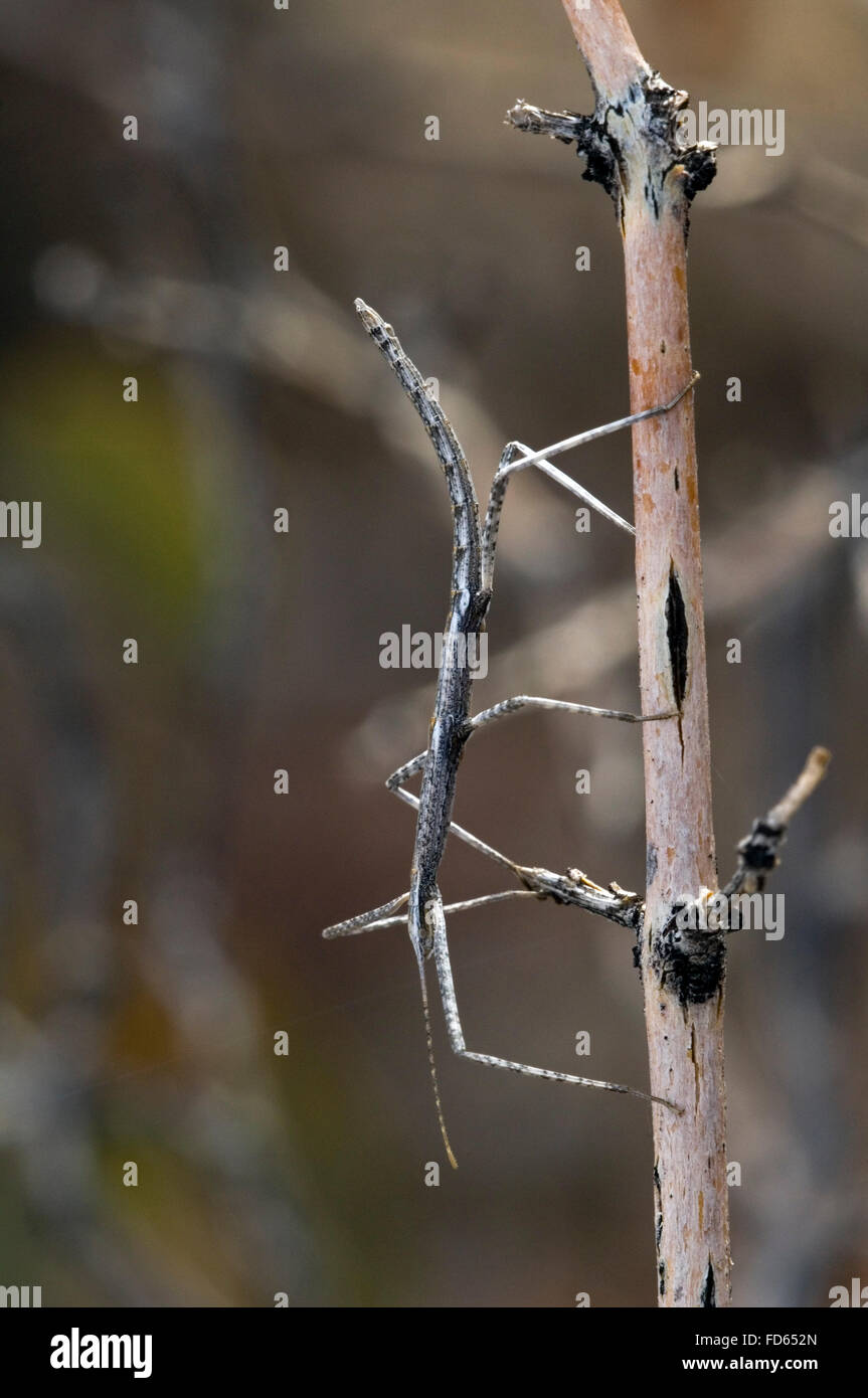 Walking stick insect hi-res stock photography and images - Alamy