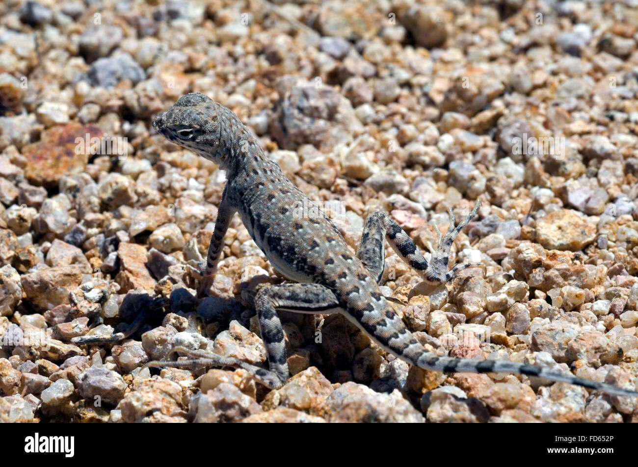 Zebra-tailed lizard (Callisaurus draconoides) basking on rock endemic ...