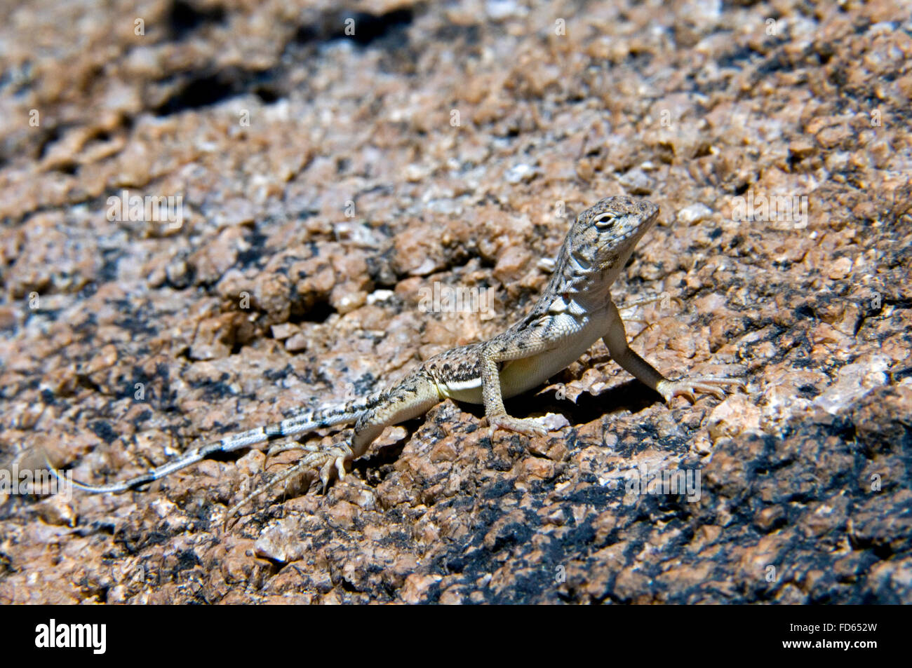Zebra-tailed lizard (Callisaurus draconoides) basking on rock endemic ...