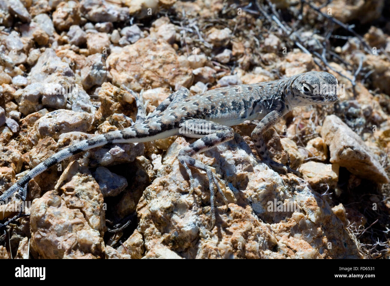 Zebra-tailed lizard (Callisaurus draconoides) basking on rock endemic ...