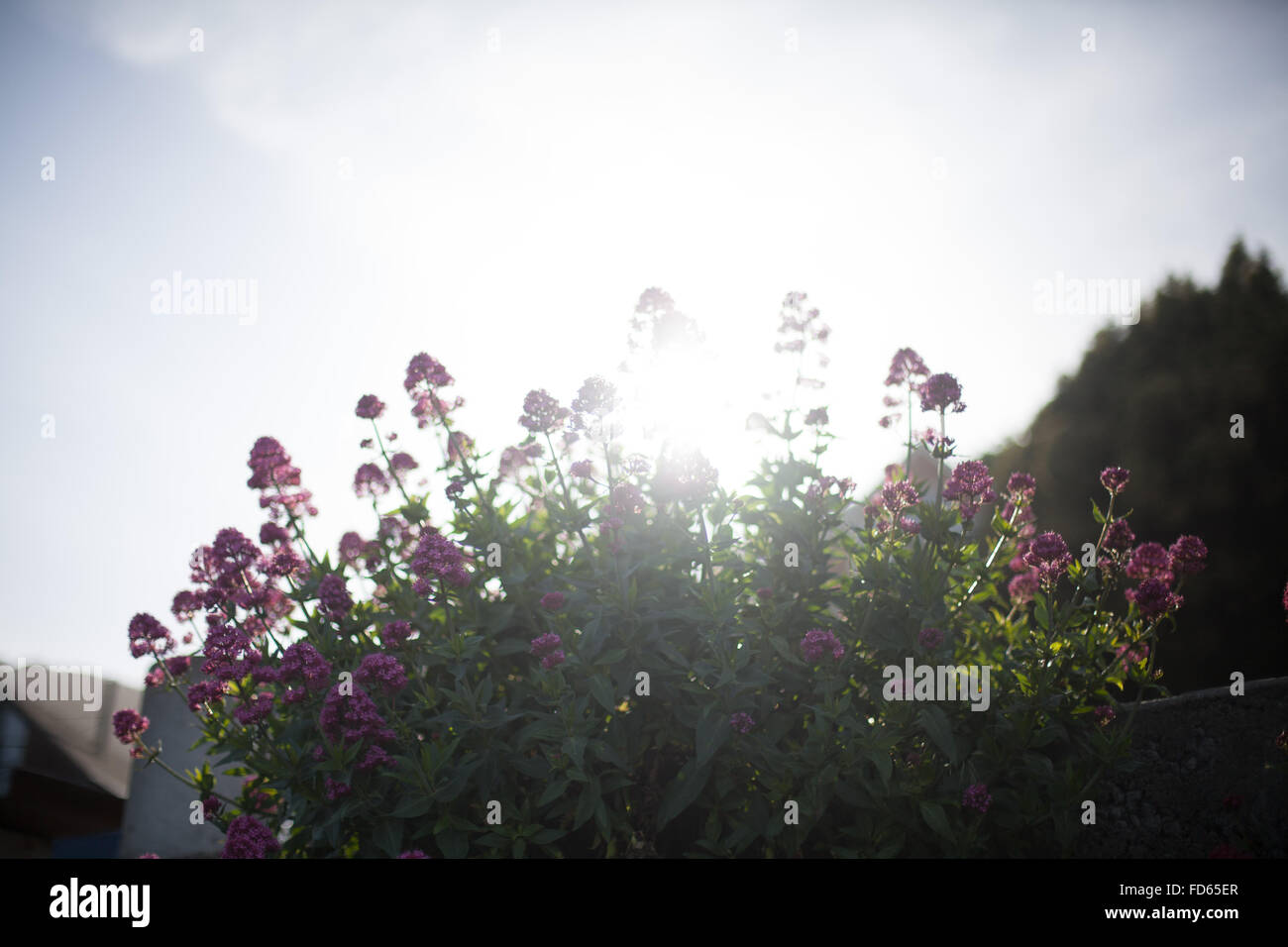 Sun shining through flower hi-res stock photography and images - Alamy