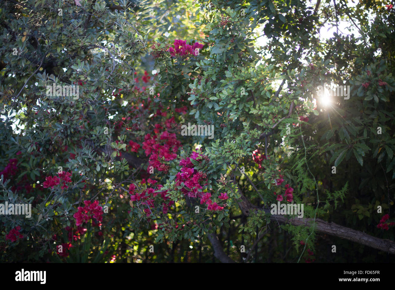 Pink Flowers Blooming In Park Stock Photo - Alamy