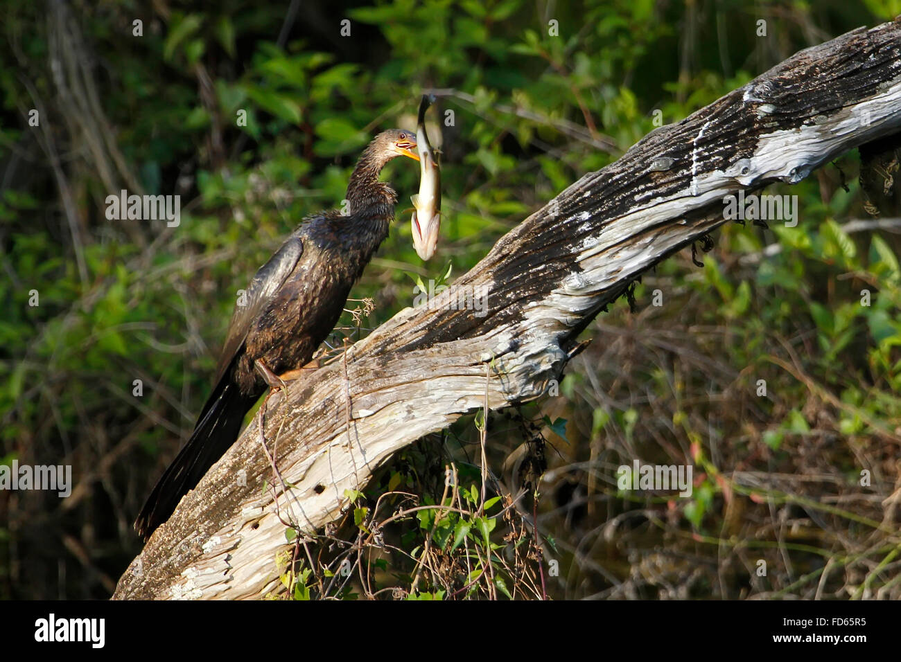 Anhinga (Anhinga anhinga) eating fish Stock Photo - Alamy