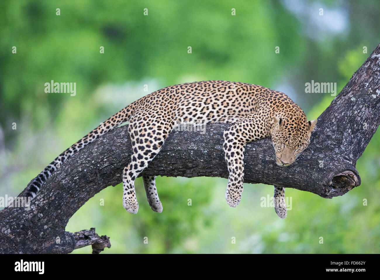 Leopard sleeping on a branch Stock Photo - Alamy
