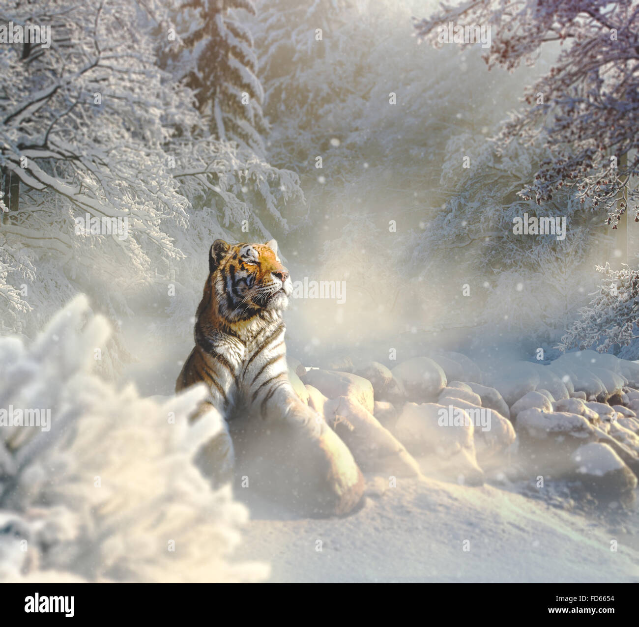 Siberian tiger relaxing in the snow. Quiet morning Stock Photo - Alamy