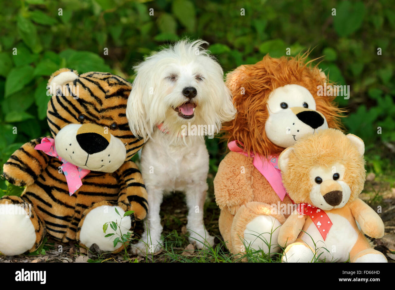 Dog toys is a cute happy puppy is outdoors surrounded by his toys Stock ...