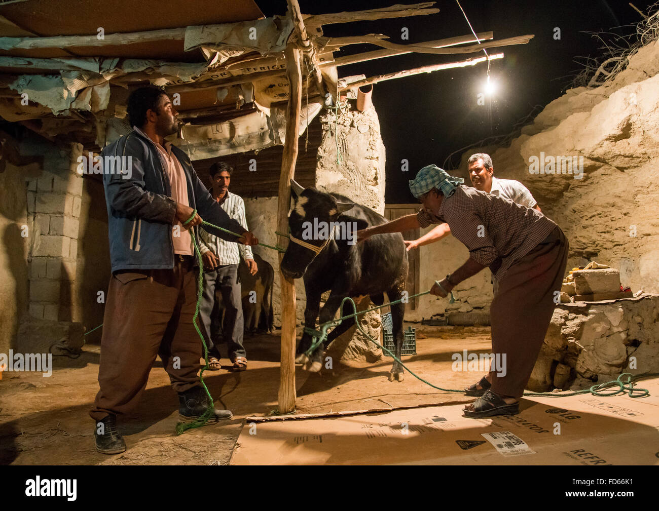 Bull slaughter hi-res stock photography and images - Alamy