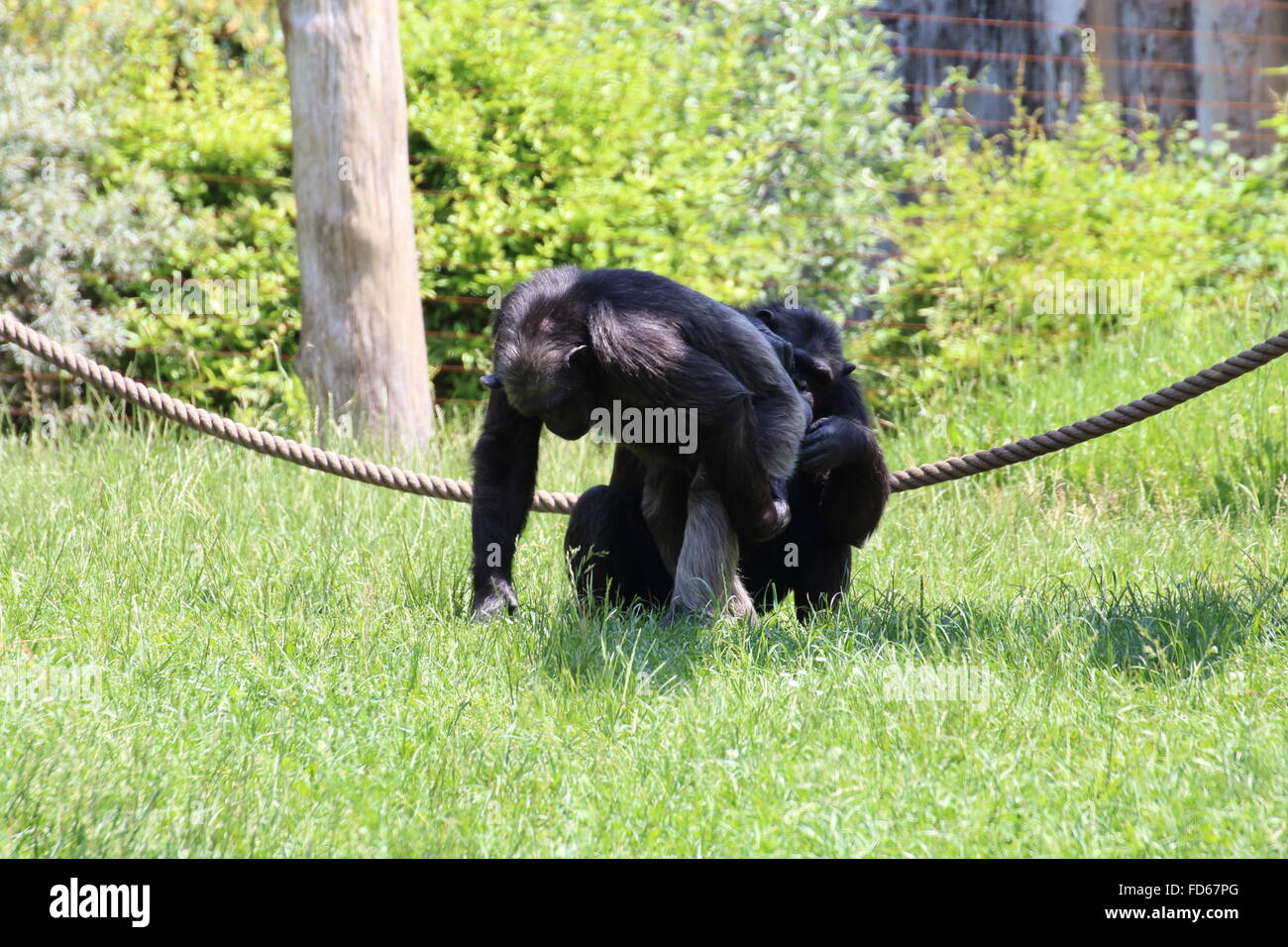 A chimpanzee comb through another monkey Stock Photo - Alamy
