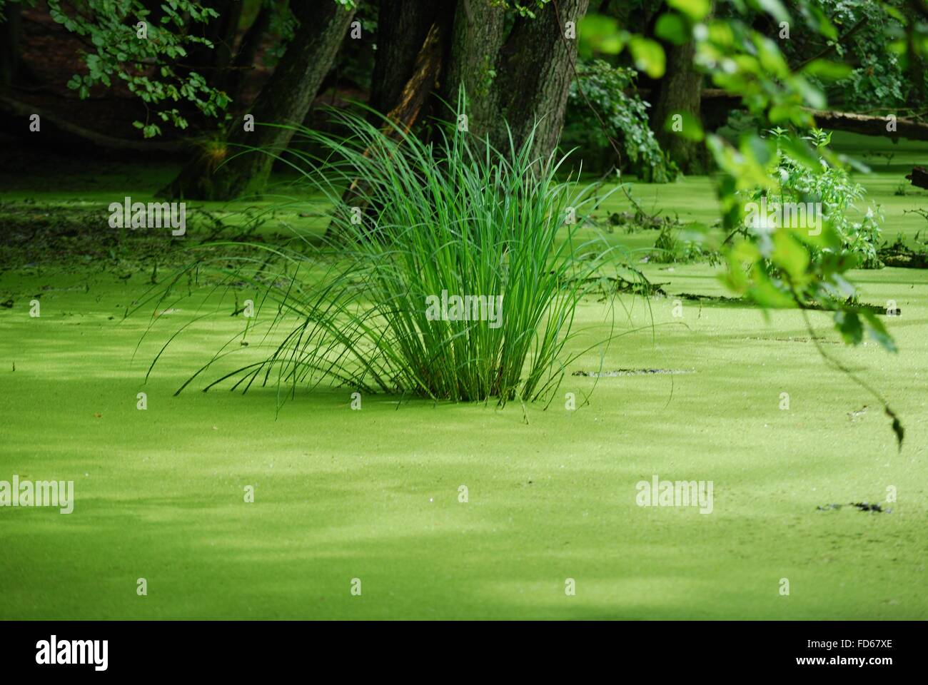 Marsh moss hi-res stock photography and images - Alamy