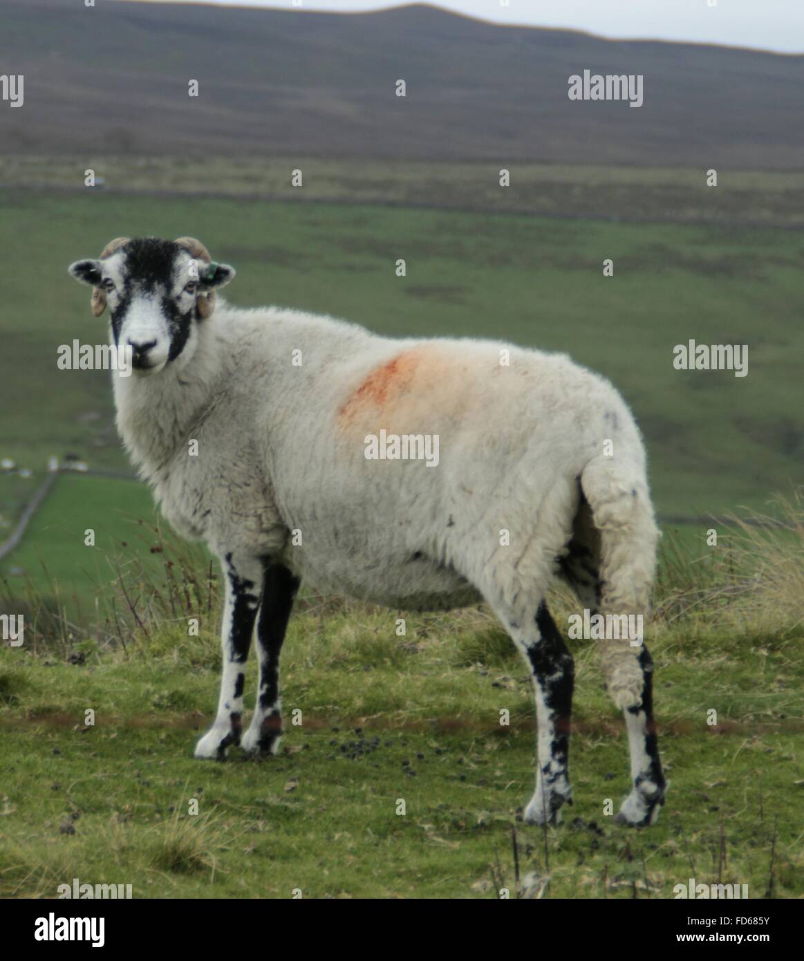 Portrait Of Sheep On Farm Stock Photo - Alamy