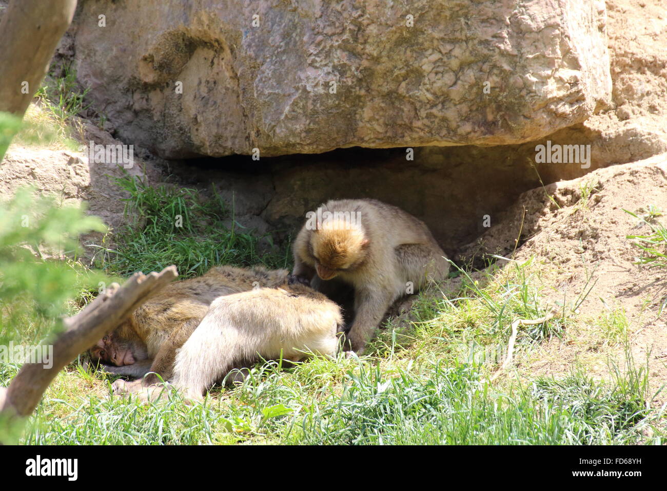 A monkey comb through another monkey Stock Photo - Alamy
