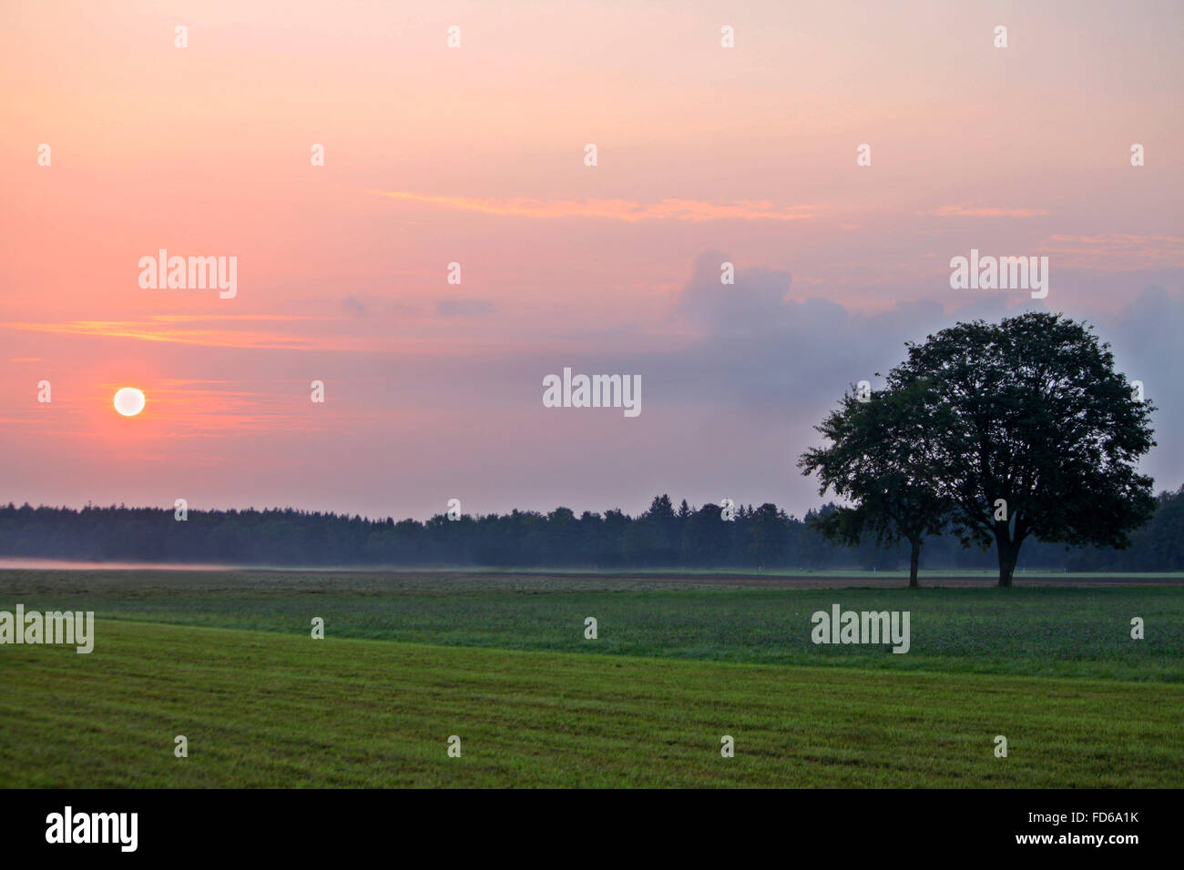 Grassy Field Sunset