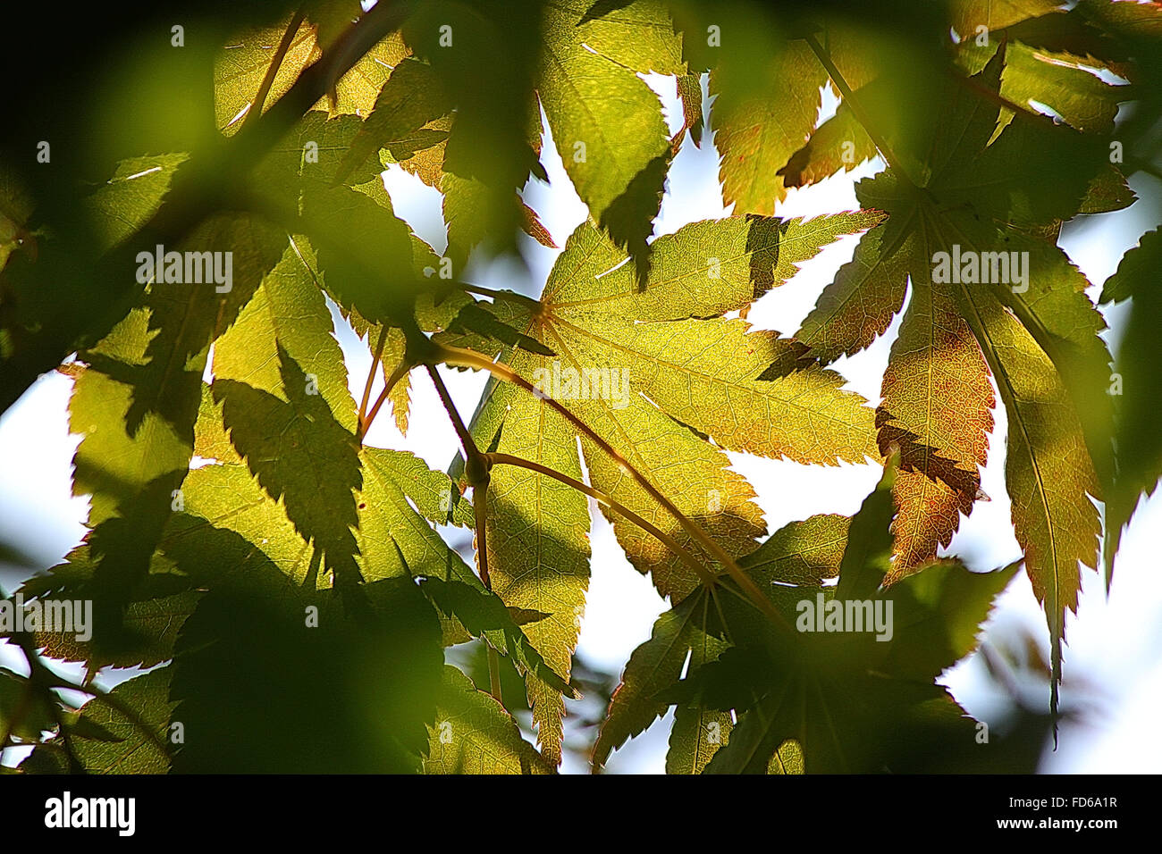 Close-Up Of Leaves Stock Photo - Alamy