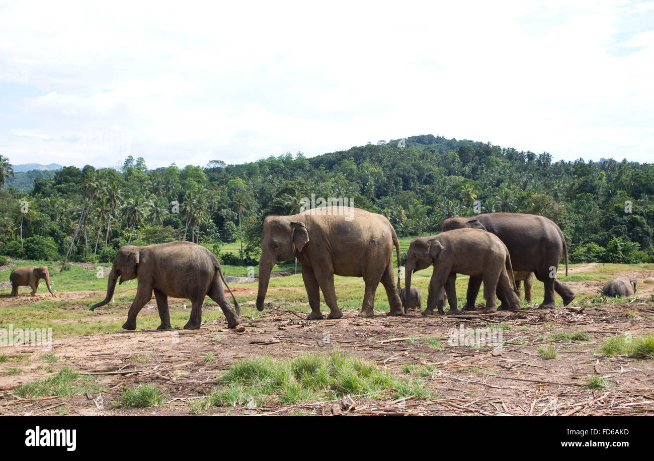 Large group of sri lankan elephants hi-res stock photography and images ...