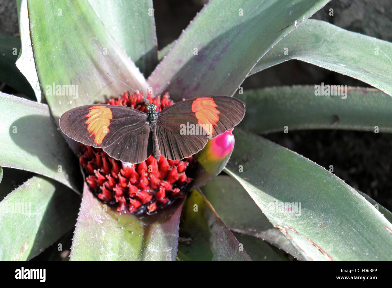 Butterflies in england hi-res stock photography and images - Alamy