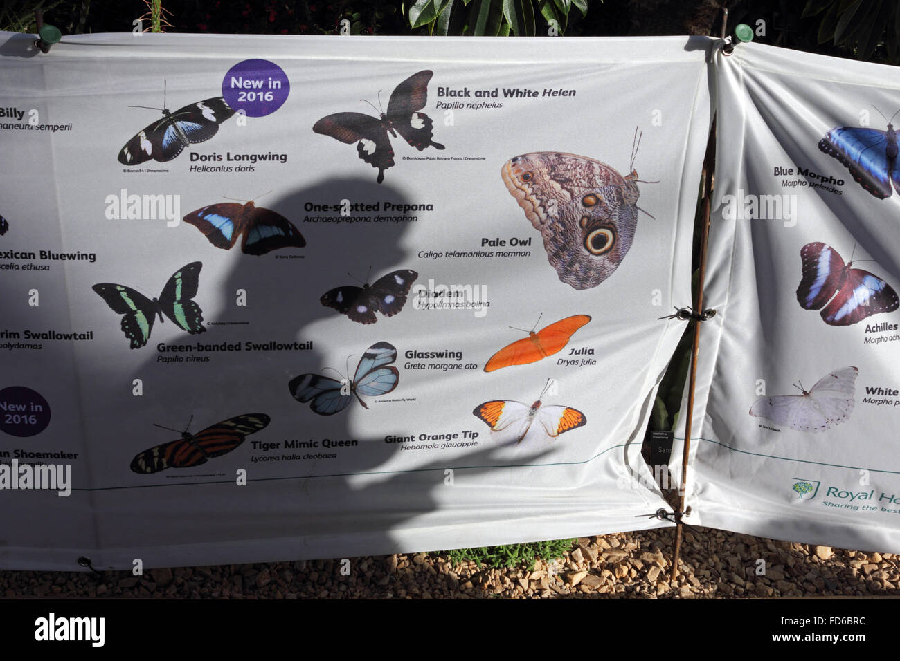 Colourful display of butterflies hi-res stock photography and images ...