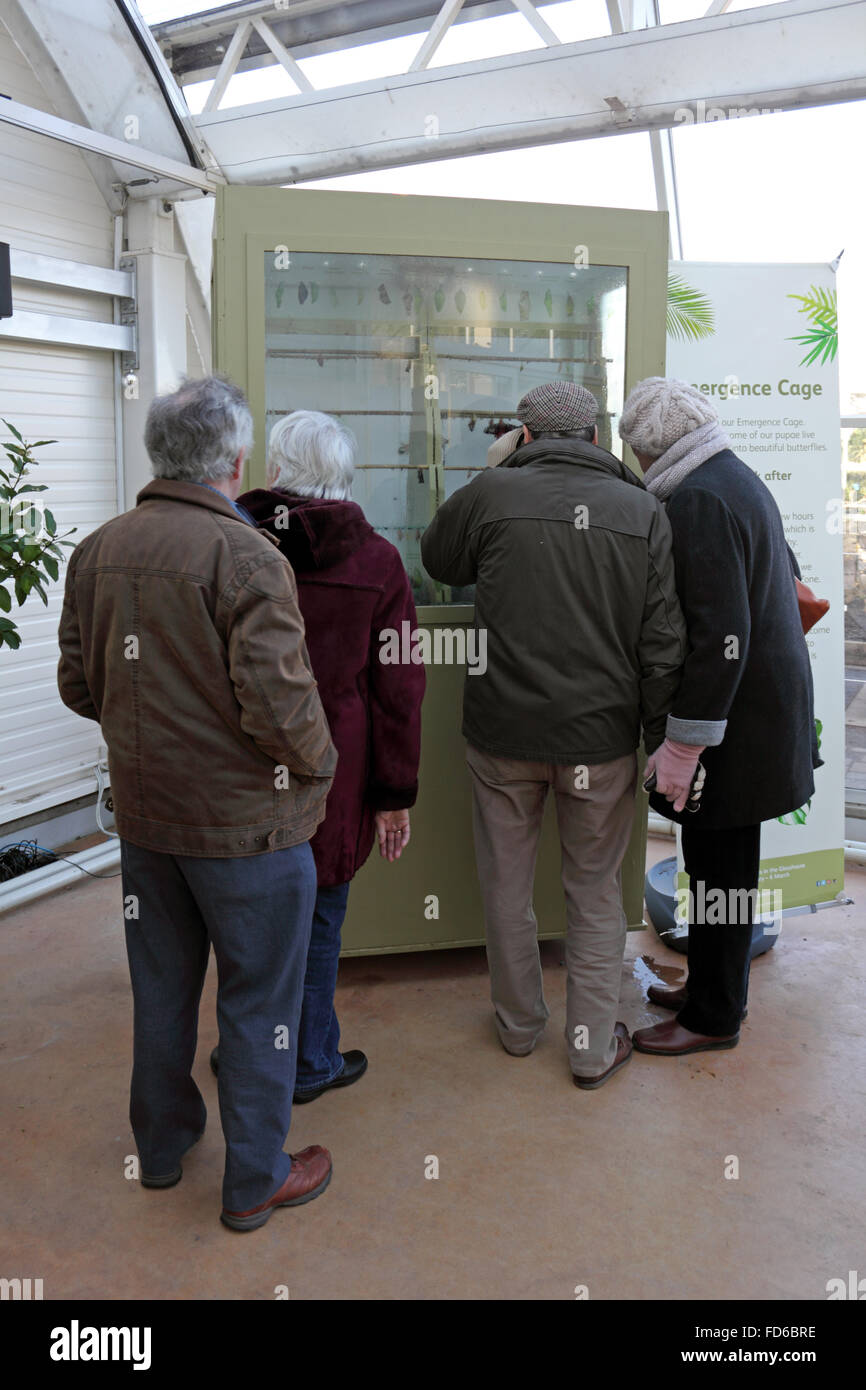 Puparium hi-res stock photography and images - Alamy