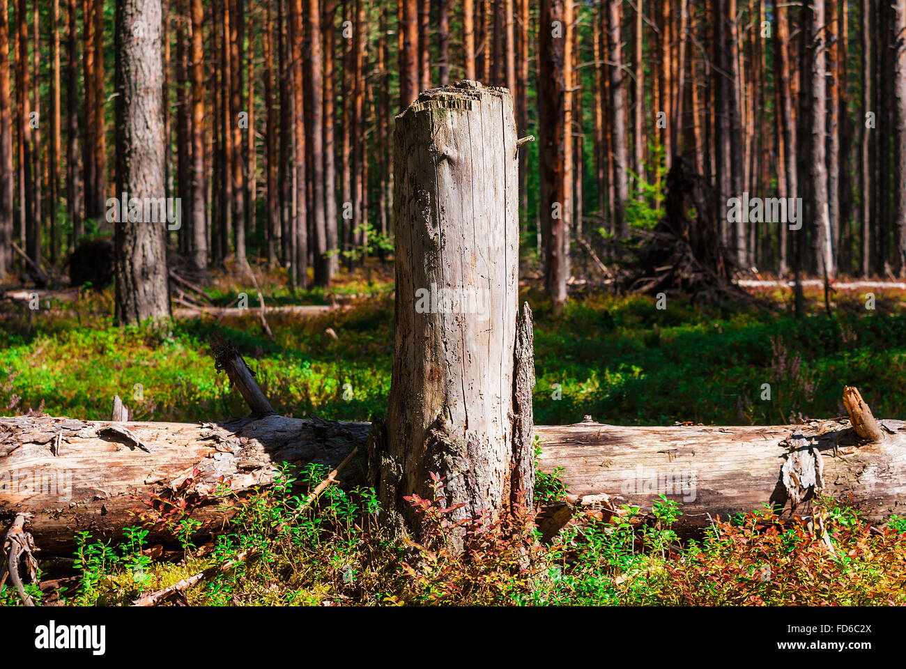 Broken and uprooted trees hi-res stock photography and images - Alamy