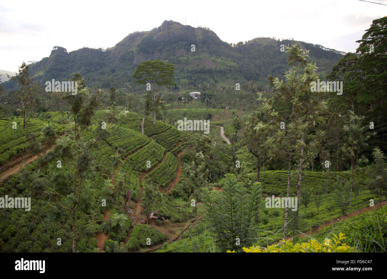 Sri lanka landscapes hi-res stock photography and images - Alamy