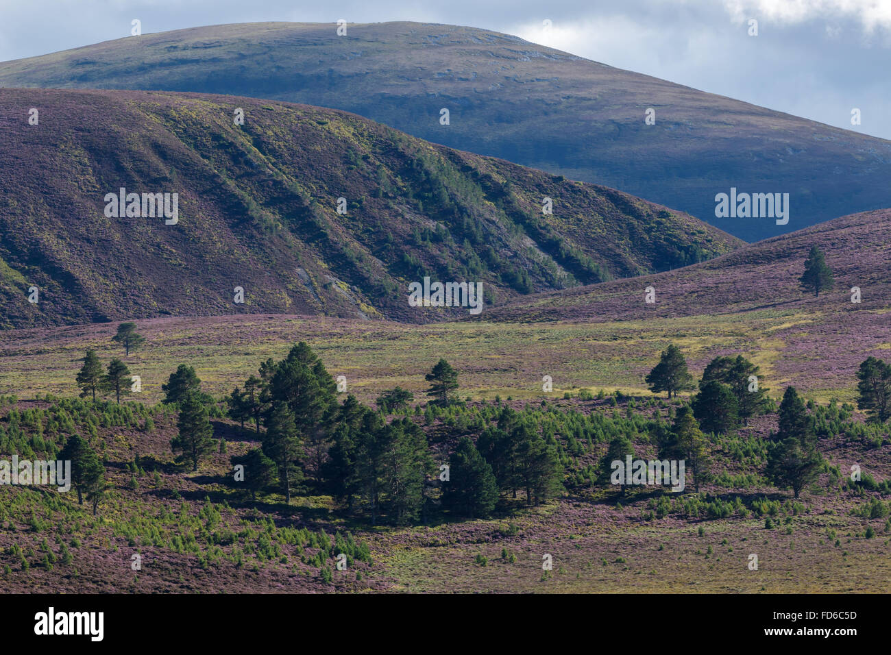 Heather on the Cairngorm Mountain Range Stock Photo - Alamy