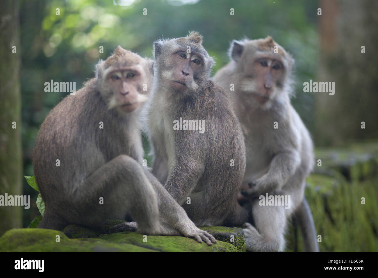 Moss Covered Wall High Resolution Stock Photography and Images - Alamy