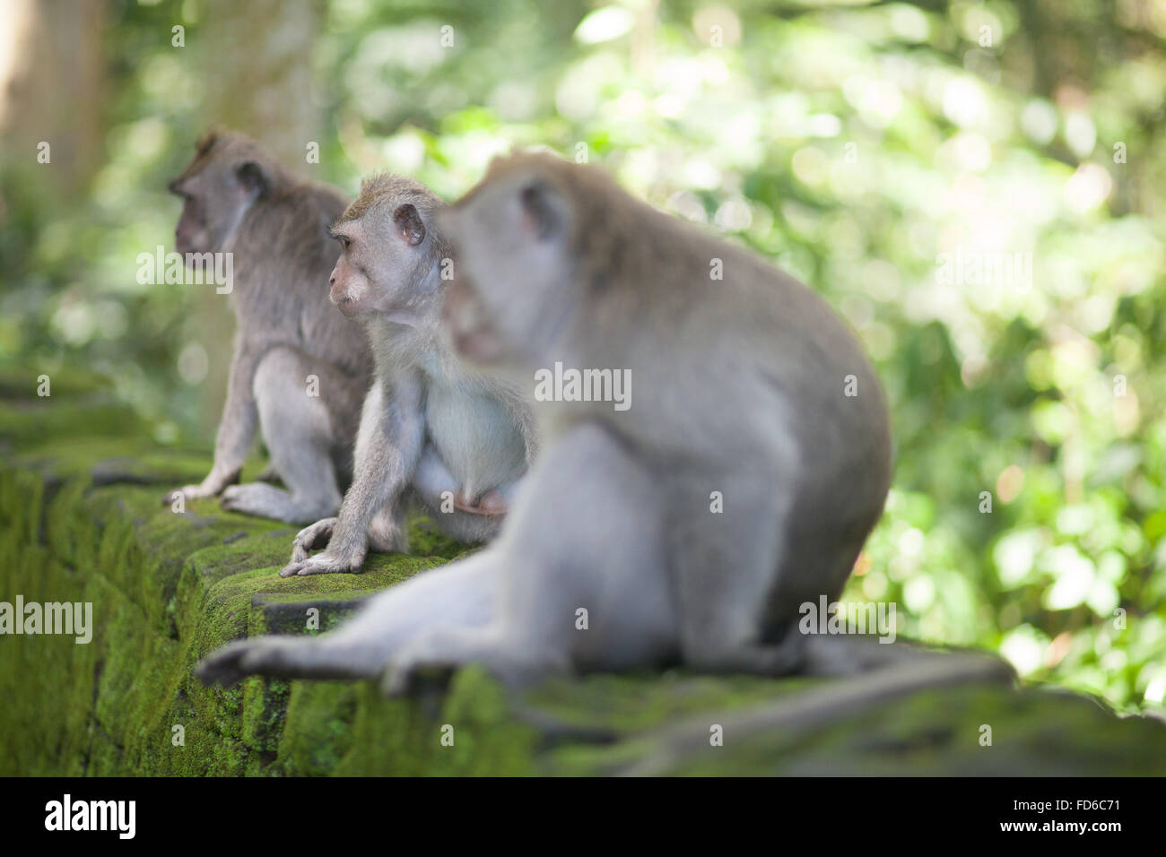 Moss Covered Wall High Resolution Stock Photography and Images - Alamy