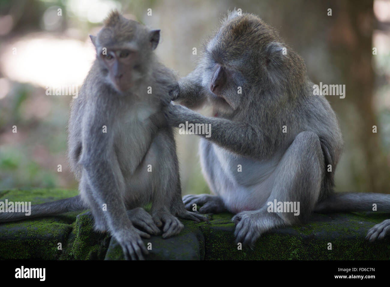 Stone louse hi-res stock photography and images - Alamy