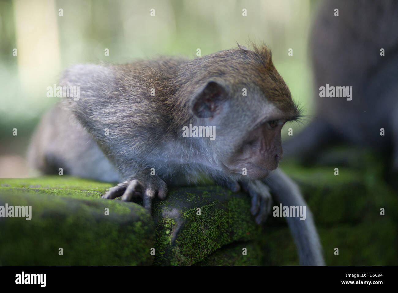 Monkey Climbing Wall High Resolution Stock Photography and Images - Alamy